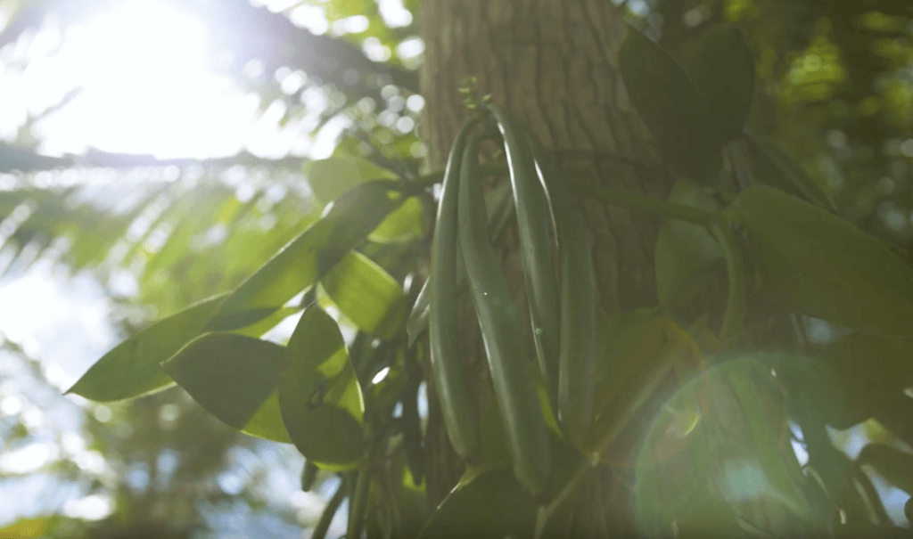 La vanille de la Réunion | Garden Island