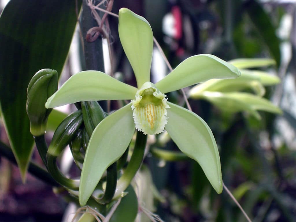 La vanille de la Réunion | Garden Island